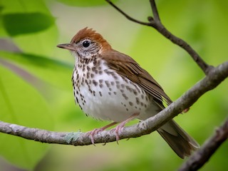 Wood Thrush - Hylocichla mustelina - Birds of the World
