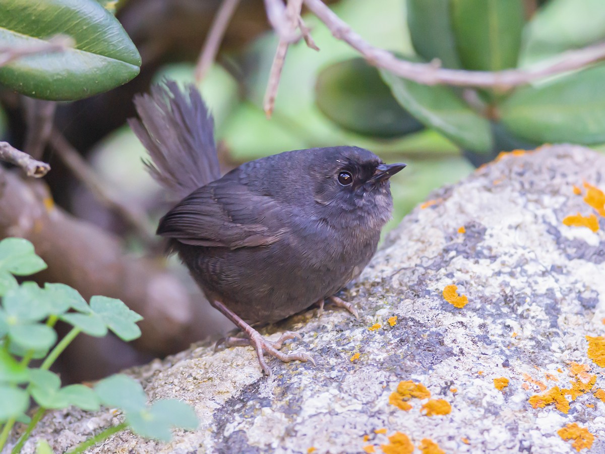Dusky Tapaculo - Scytalopus fuscus - Birds of the World
