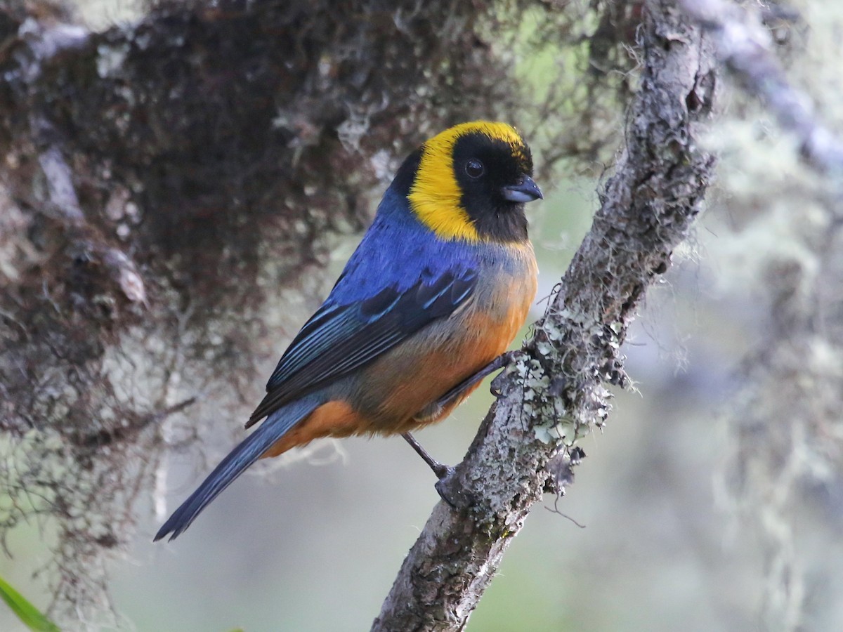 Golden-collared Tanager - Iridosornis jelskii - Birds of the World