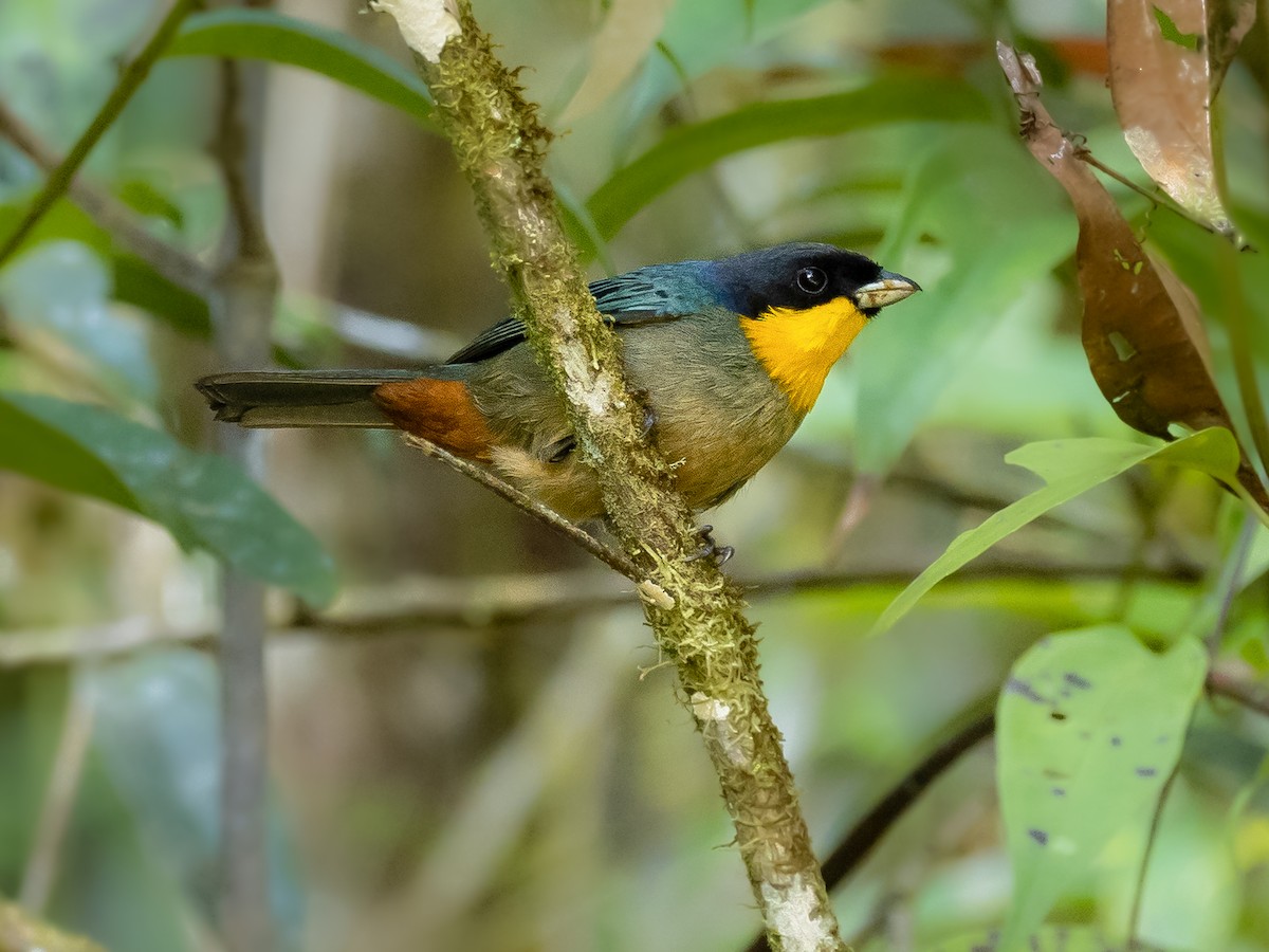 Yellow-throated Tanager - Iridosornis analis - Birds of the World