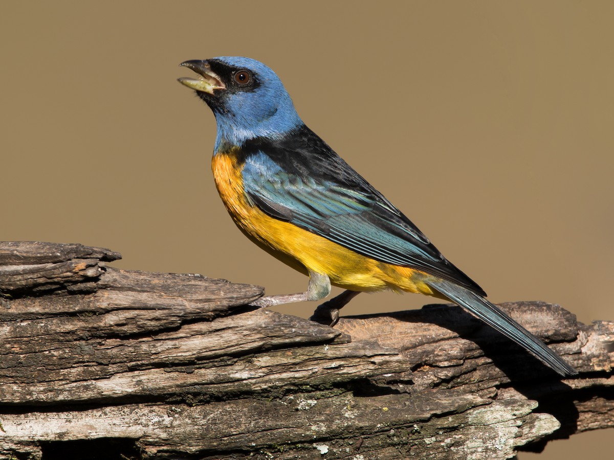 Blue-and-yellow Tanager - Rauenia bonariensis - Birds of the World