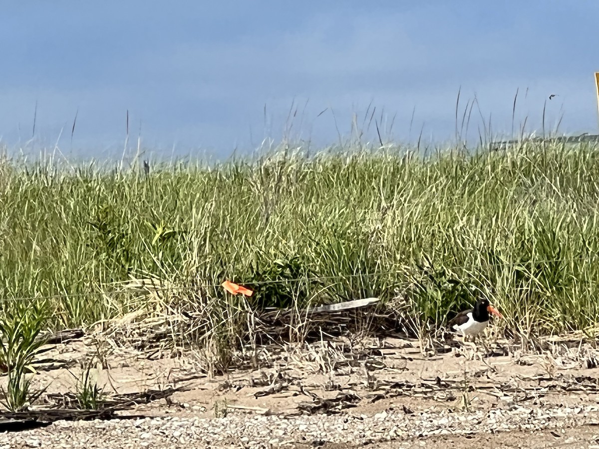 eBird Checklist - 23 Jun 2022 - Sandy Point - 31 species (+1 other taxa)