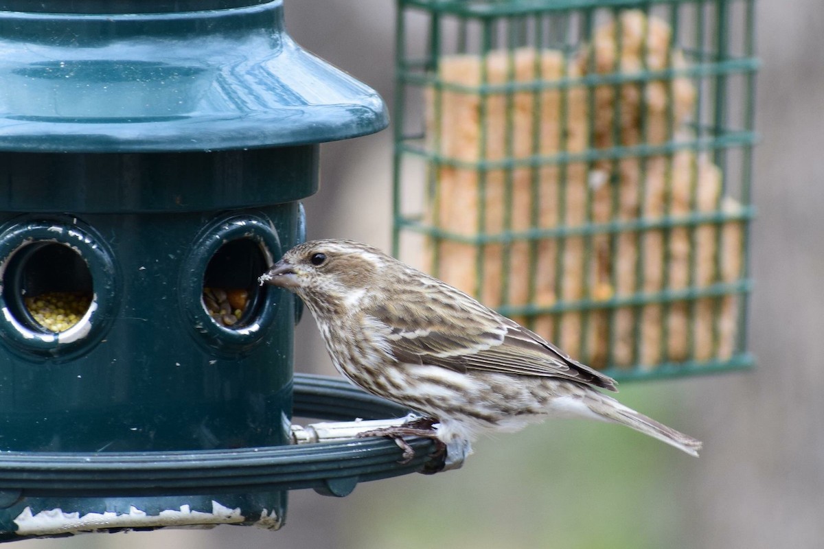 Win a free spot in the Cornell Lab's feeder bird identification course ...