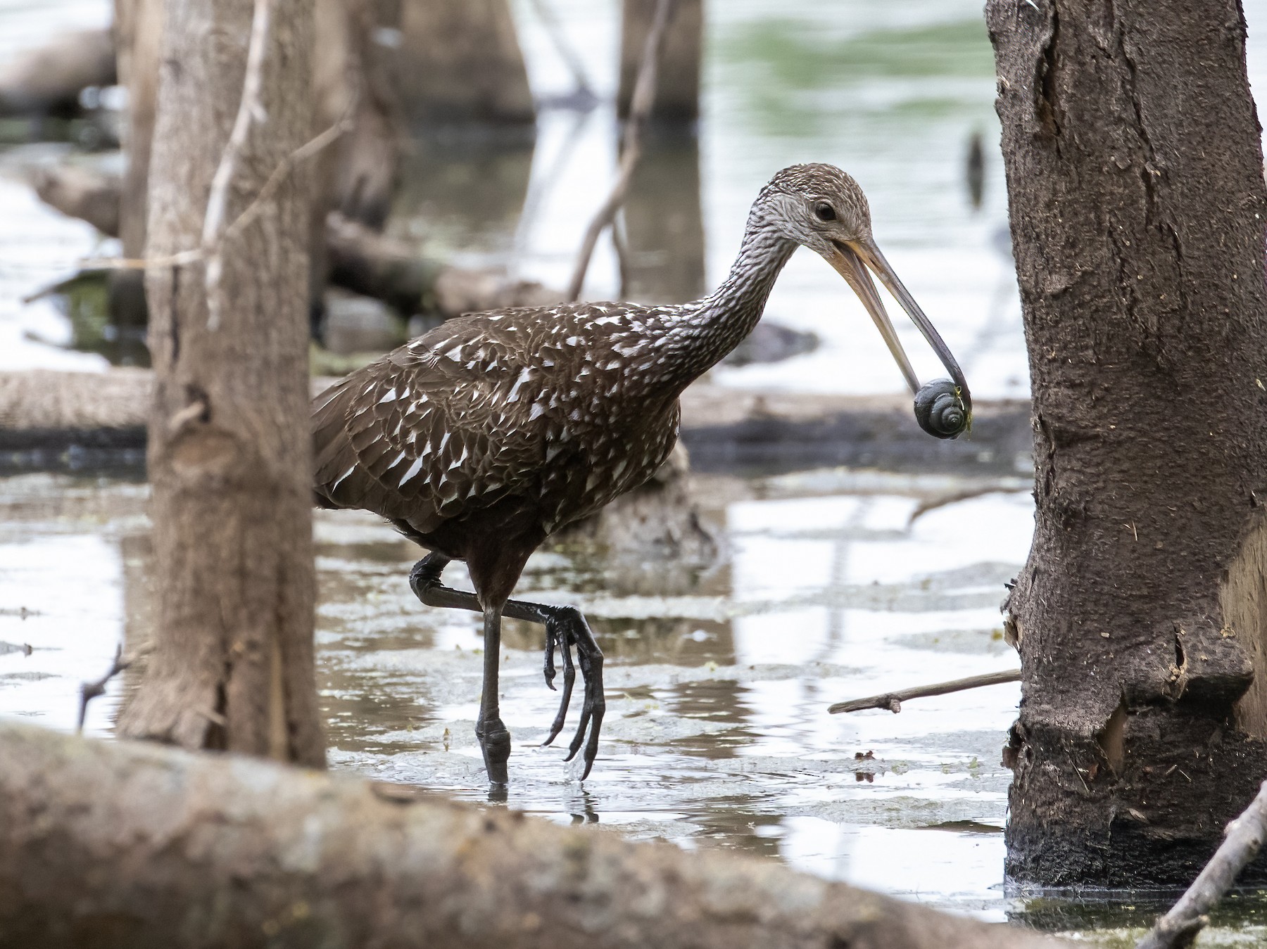 Limpkin (Speckled) - eBird