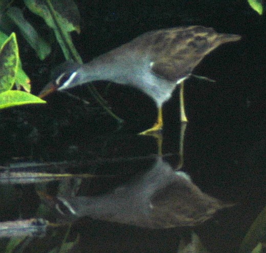 eBird Checklist - 3 May 2005 - Peleliu mangrove pond - 19 species