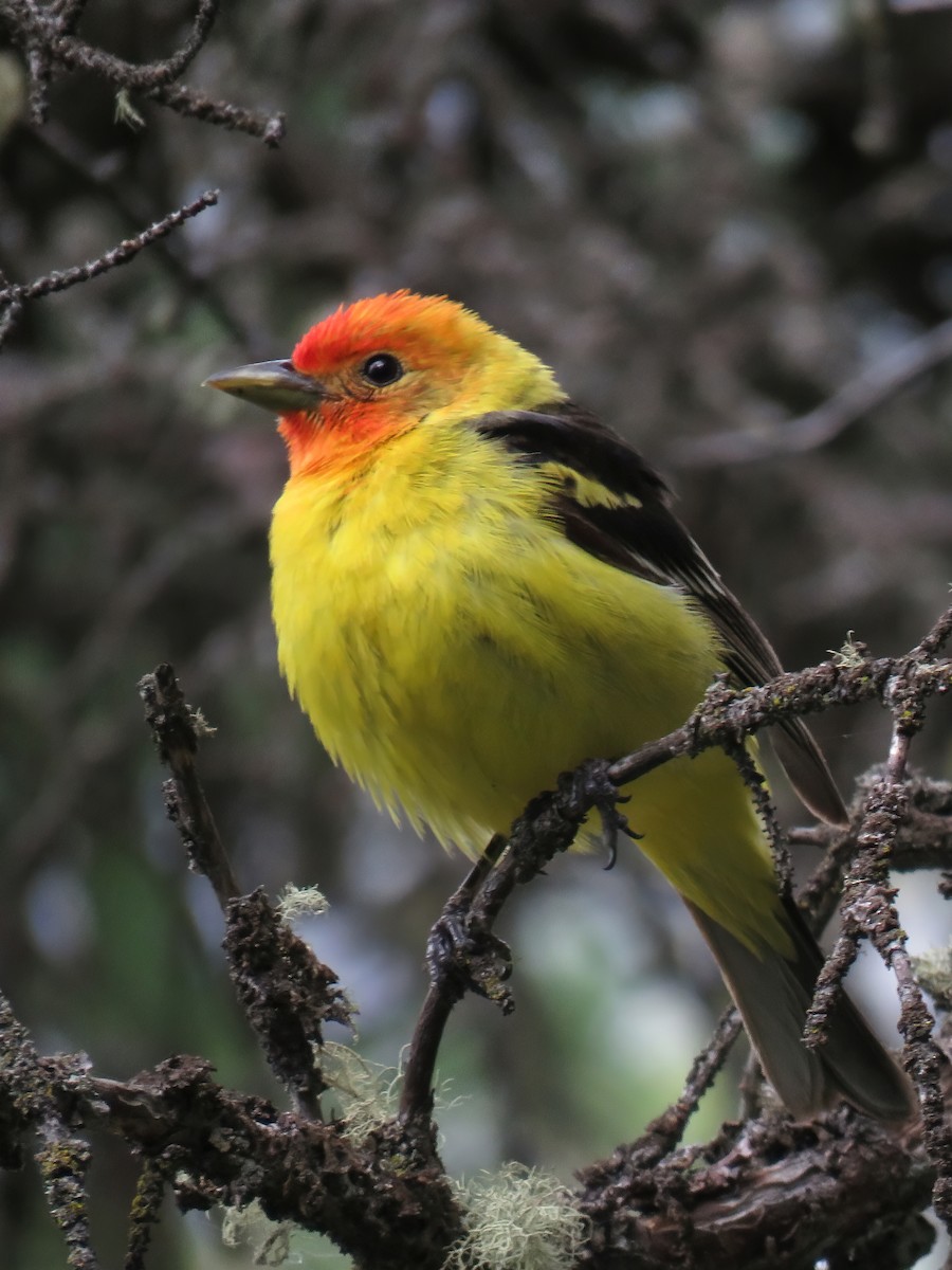 eBird Canada Checklist - 23 Jun 2022 - Banff National Park--Cave ...