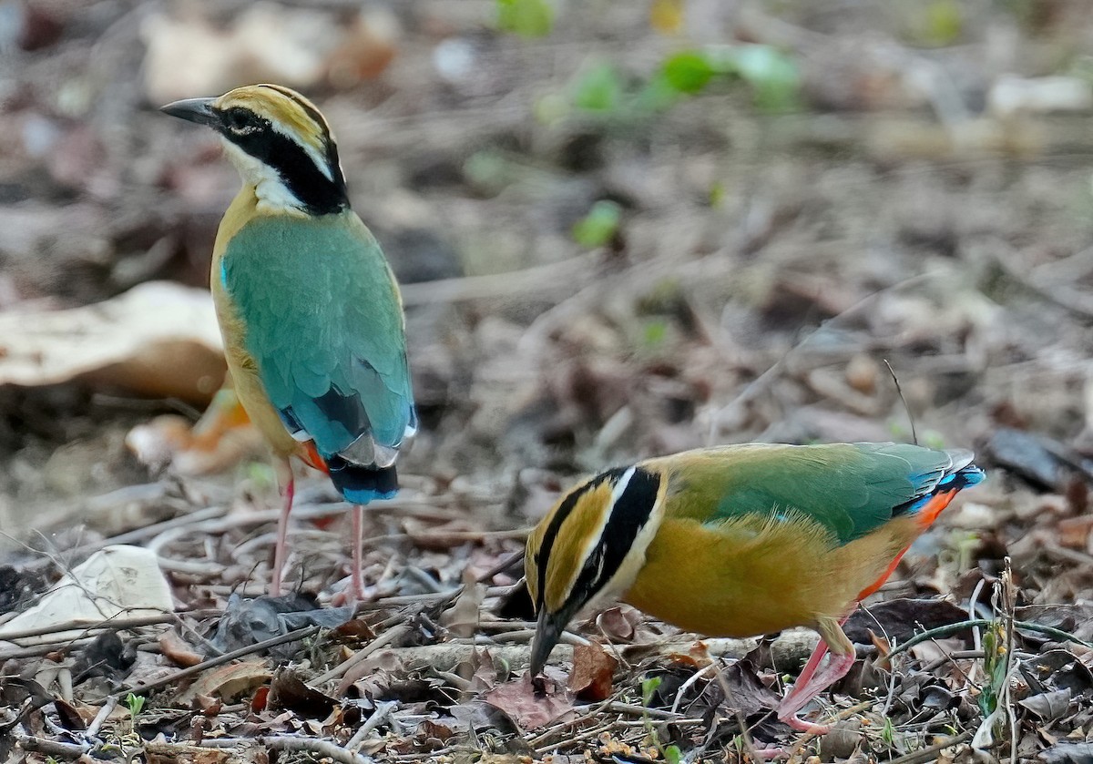 ML462060321 Indian Pitta Macaulay Library