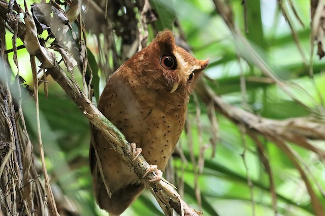 Serendib Scops Owl