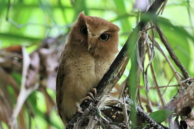 Serendib Scops Owl