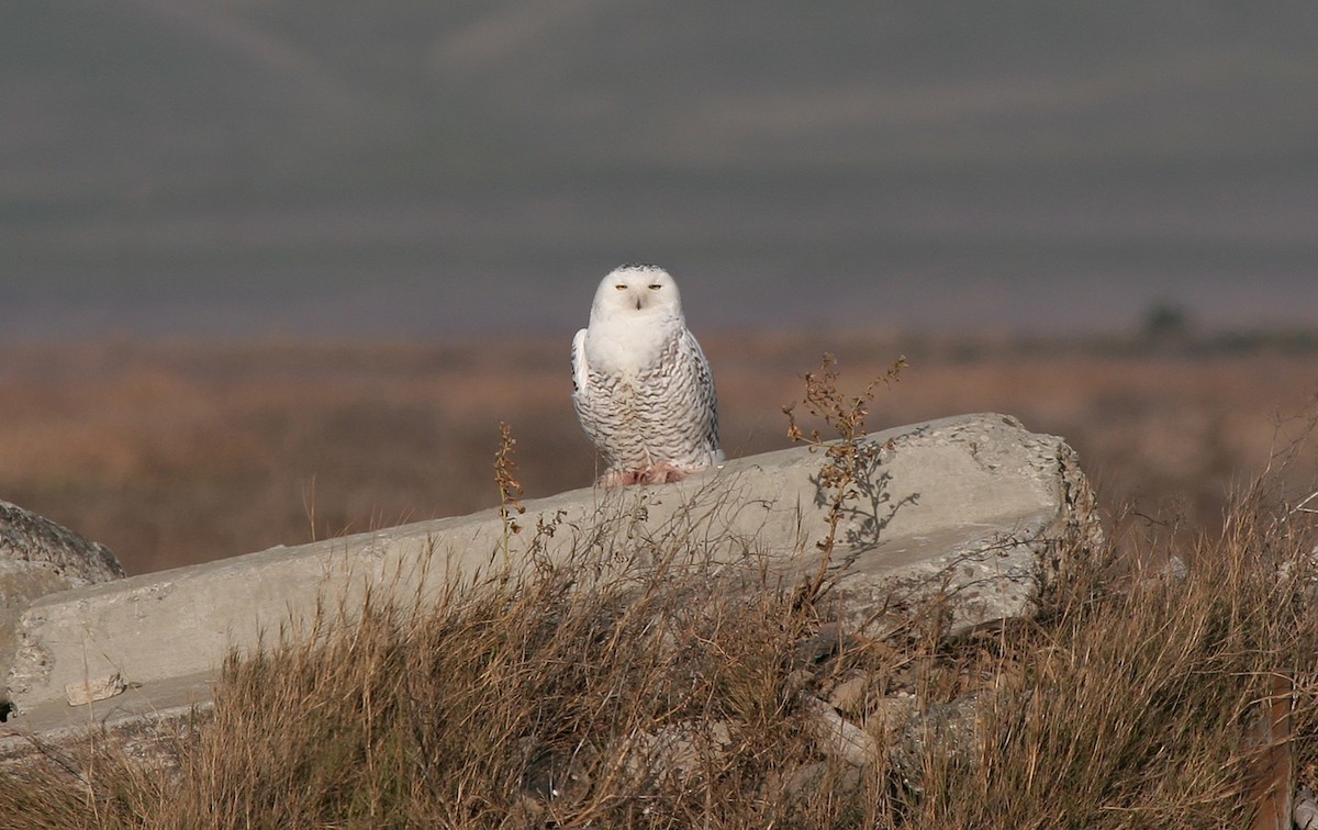 eBird Checklist - 6 Jan 2007 - Grizzly Bay - 16 species (+1 other taxa)
