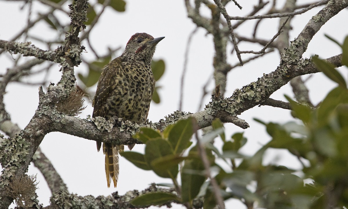 Knysna Woodpecker - Campethera notata - Birds of the World