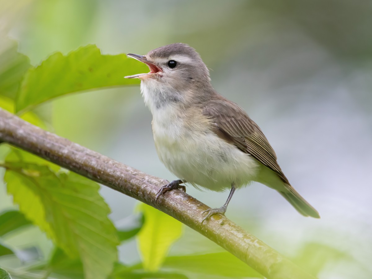 Western Warbling Vireo - Vireo swainsoni - Birds of the World