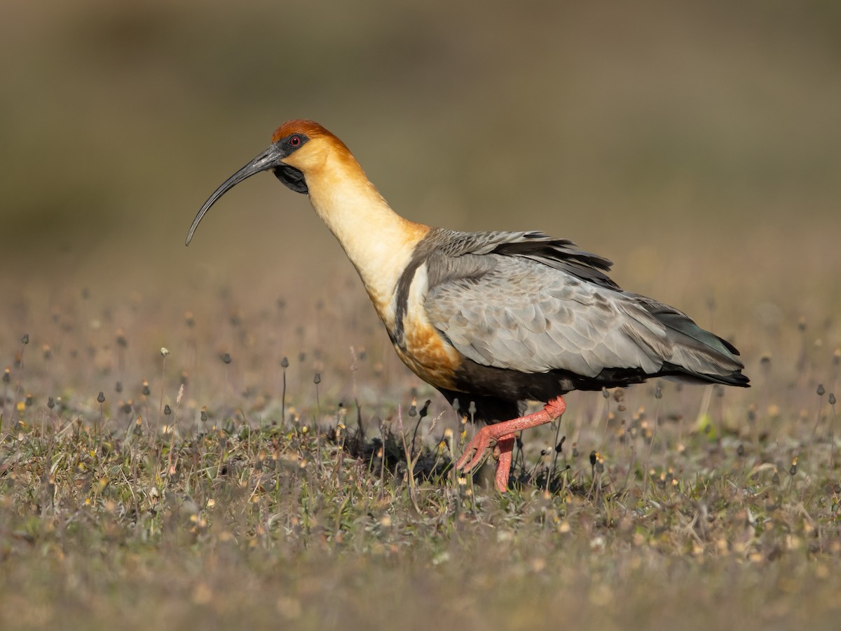 Black-faced Ibis - Theristicus melanopis - Birds of the World