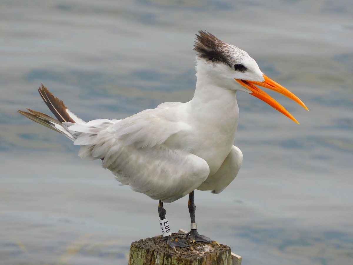 ML462468281 Royal Tern Macaulay Library