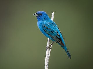 Juvenile Indigo Bunting
