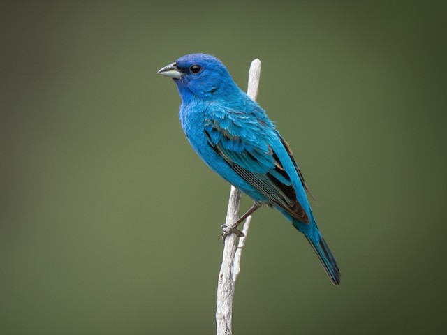 Indigo Bunting Male