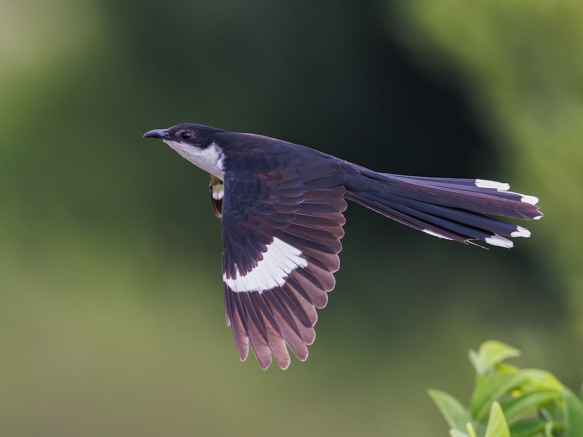 Pied Cuckoo - Clamator jacobinus - Birds of the World