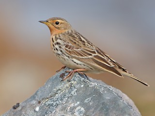 Red-throated Pipit - Anthus cervinus - Birds of the World