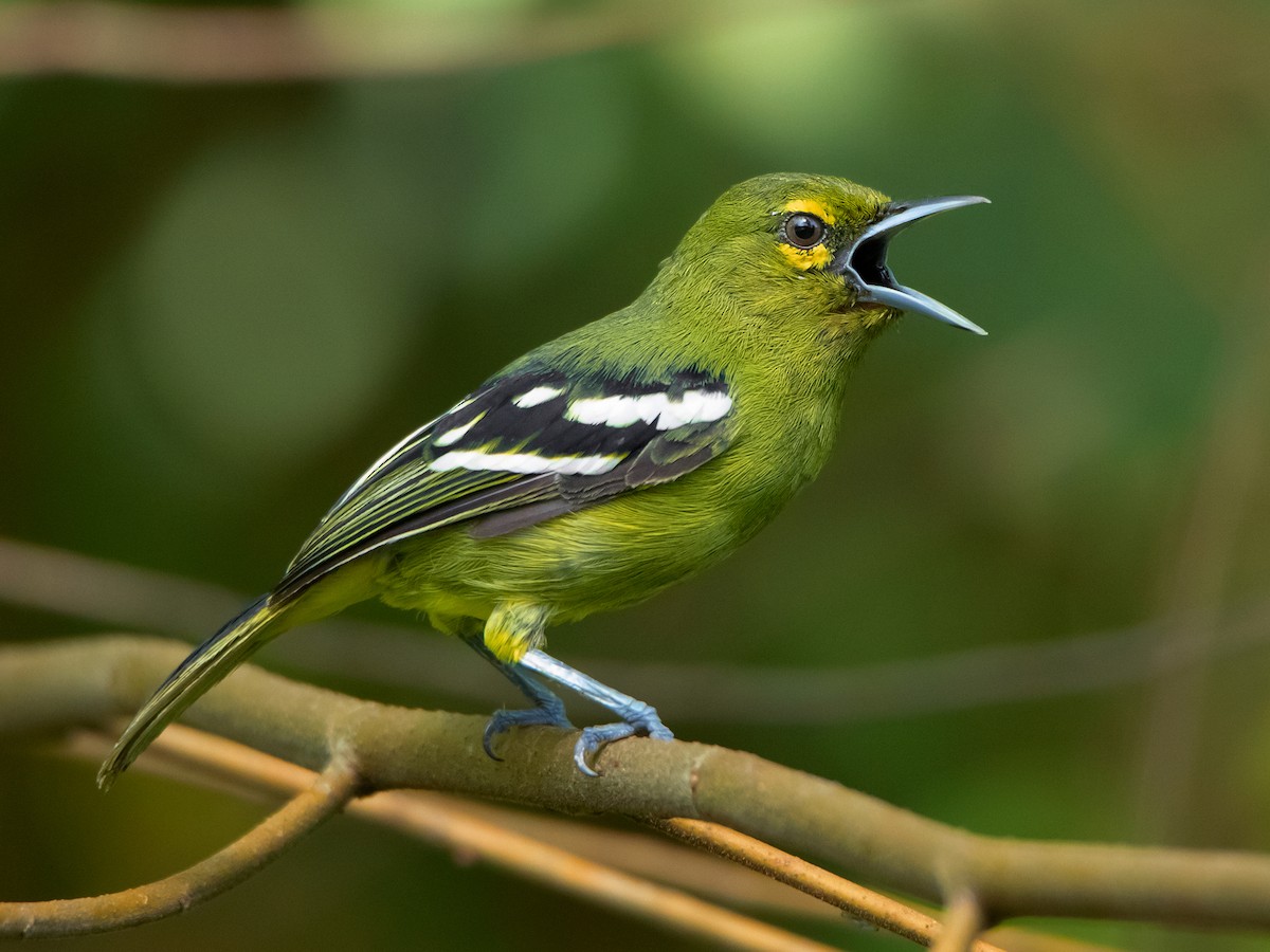 Green Iora - Aegithina viridissima - Birds of the World
