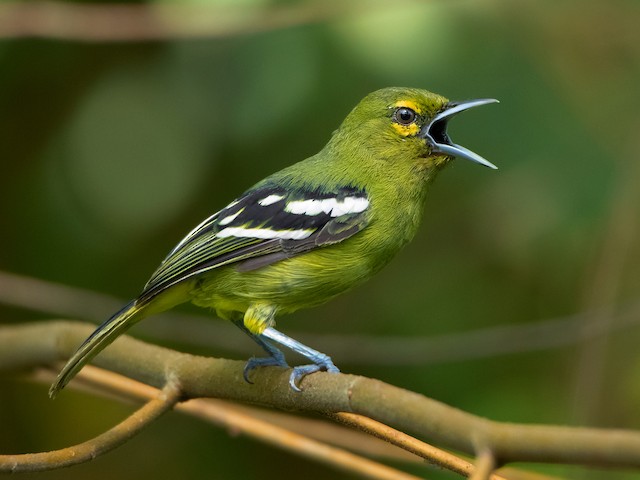 Photos - Green Iora - Aegithina viridissima - Birds of the World