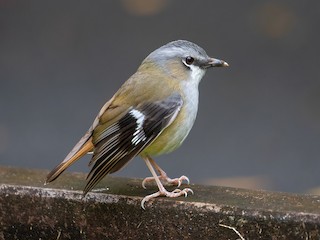 Gray-headed Robin - Heteromyias cinereifrons - Birds of the World