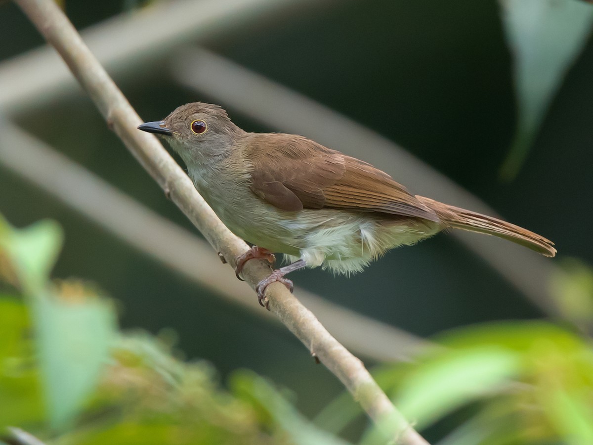 Spectacled Bulbul - Rubigula erythropthalmos - Birds of the World