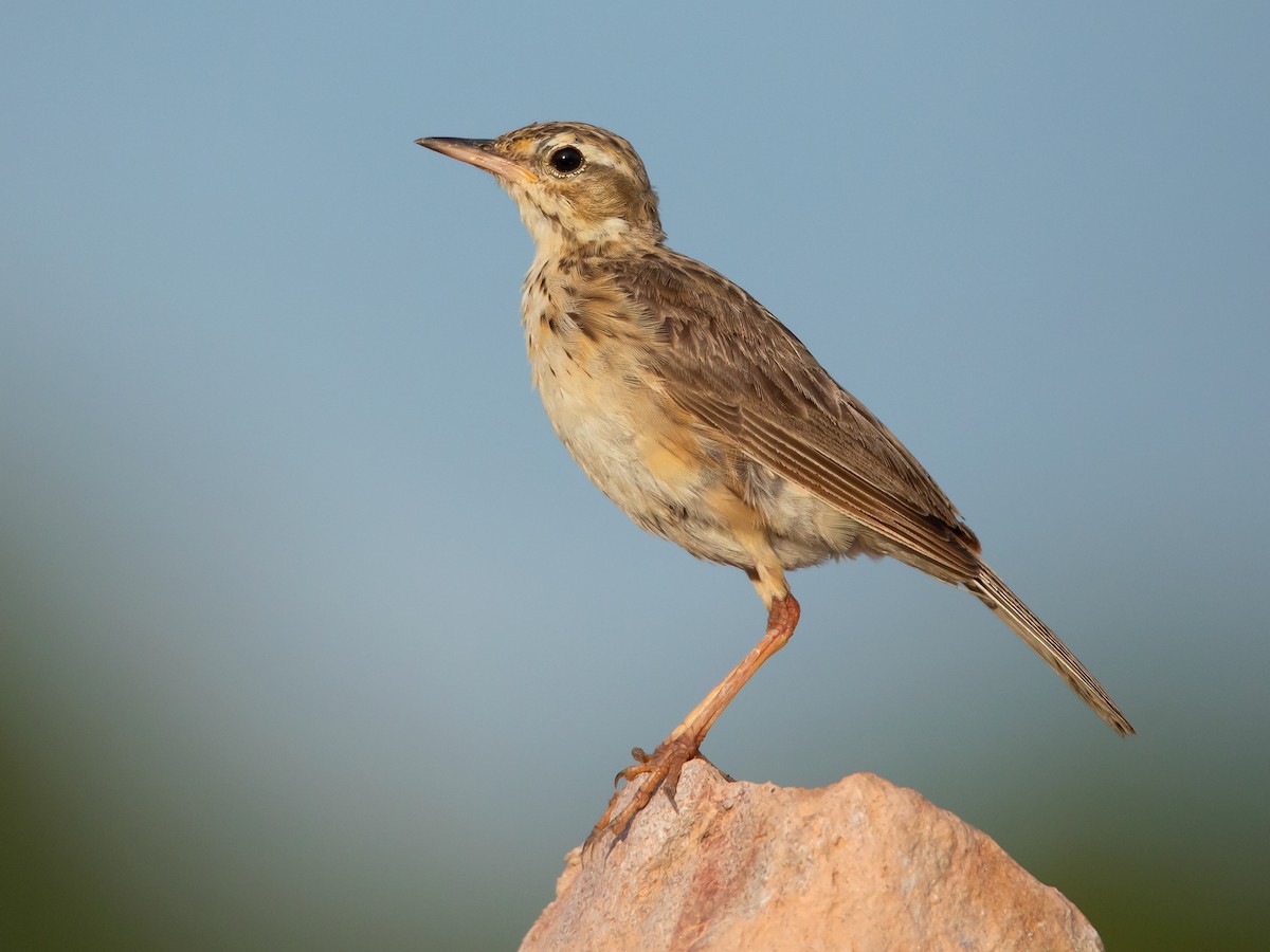 Paddyfield Pipit - Anthus rufulus - Birds of the World