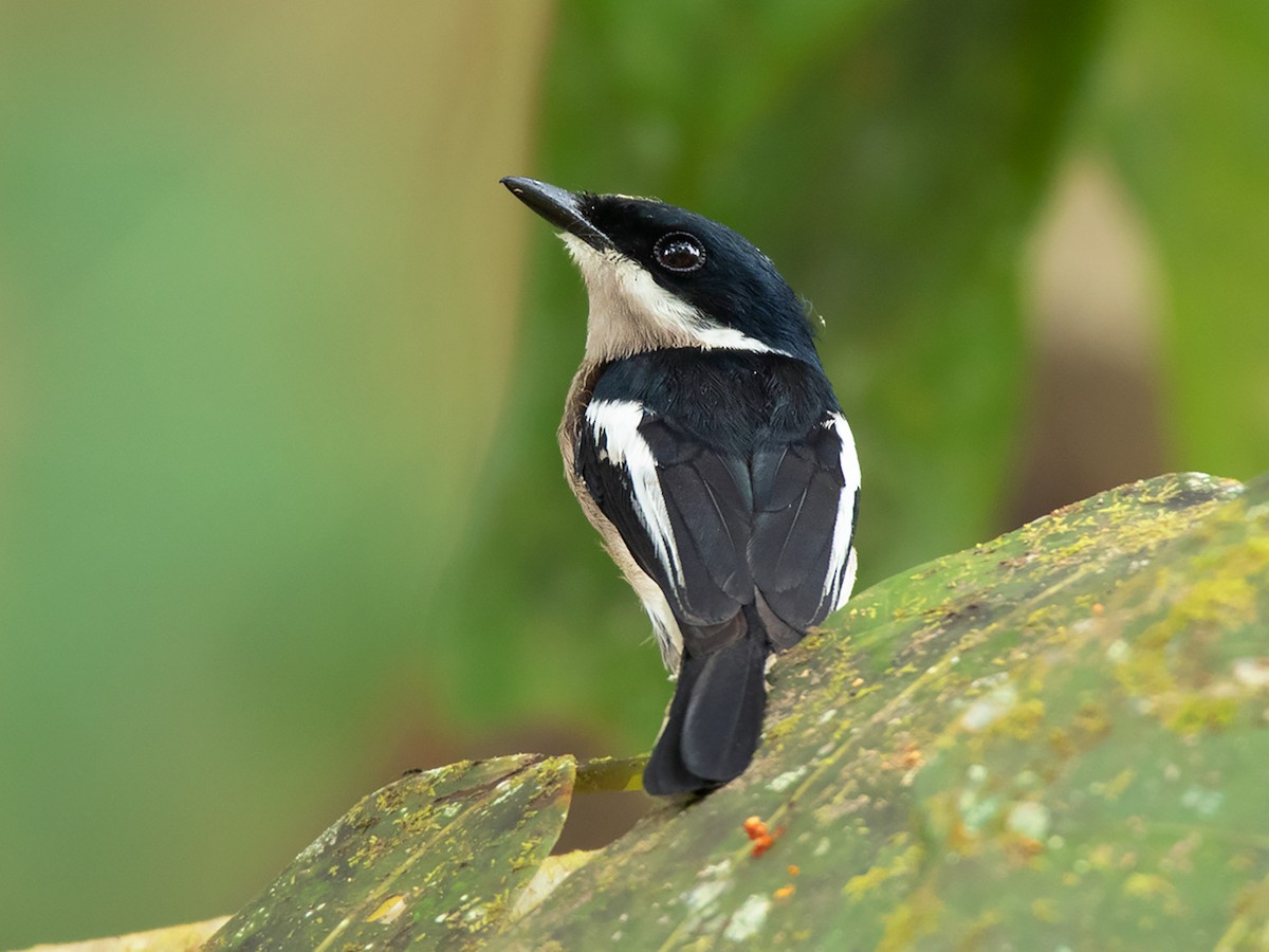 Bar-winged Flycatcher-shrike - Hemipus picatus - Birds of the World