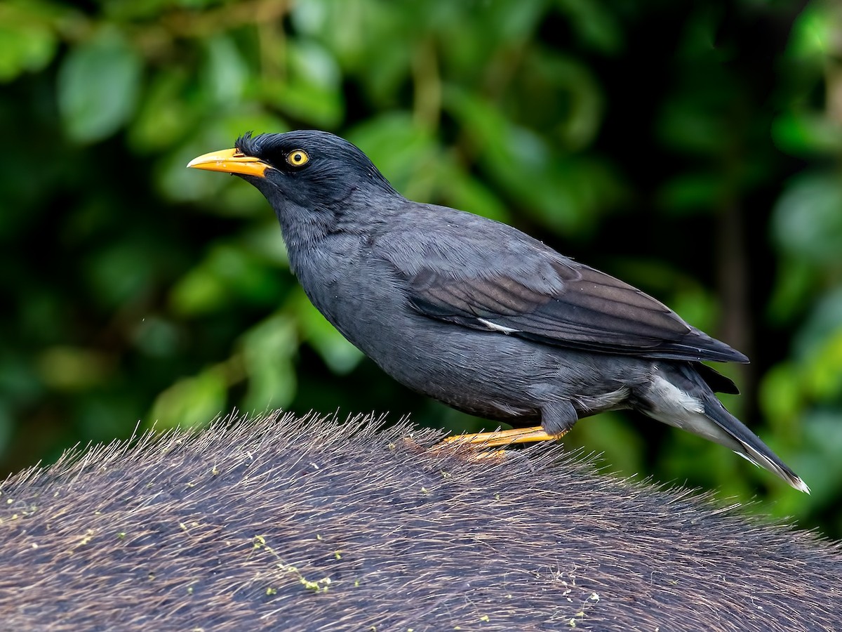 Javan Myna - Acridotheres javanicus - Birds of the World
