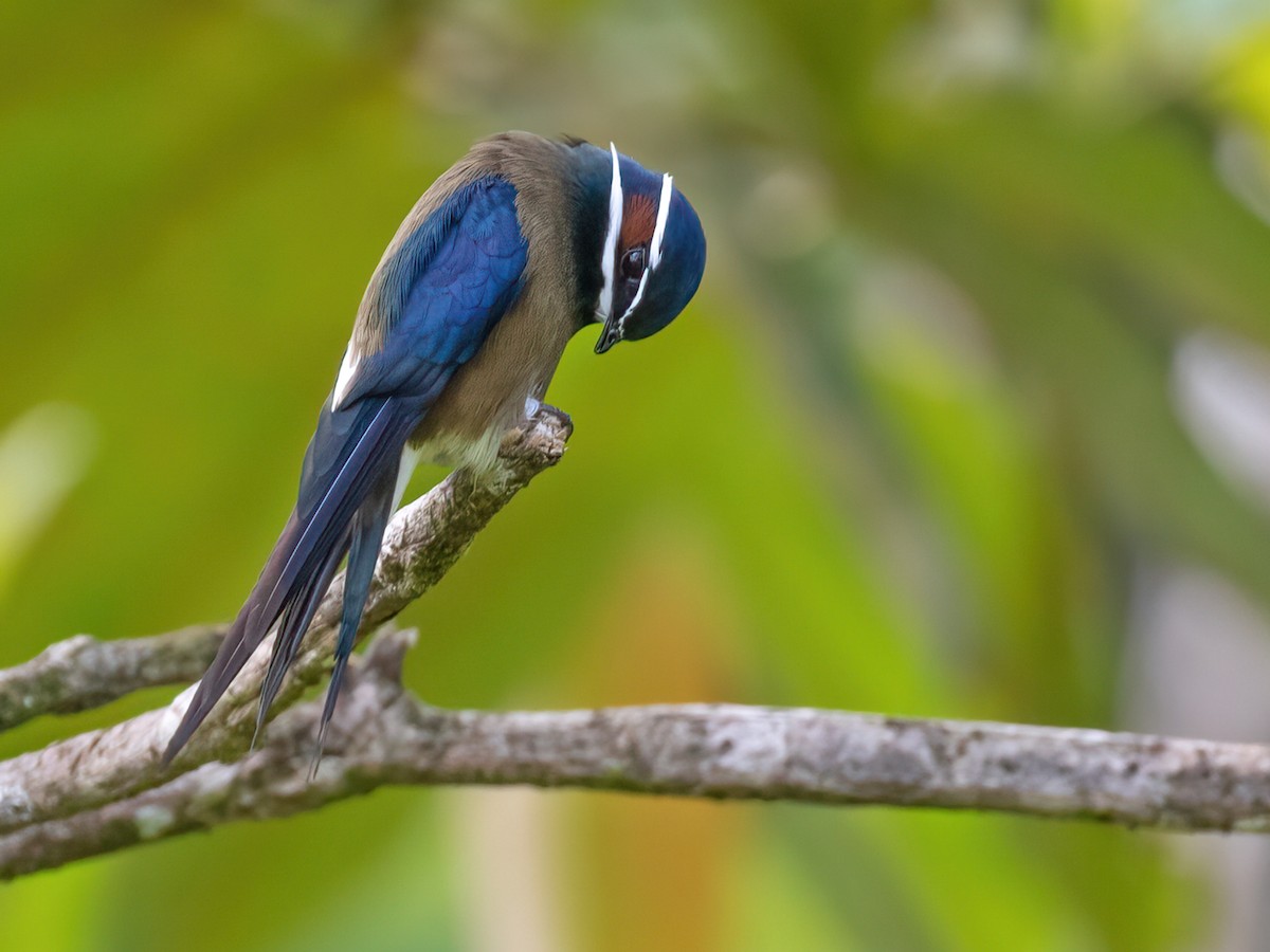 Whiskered Treeswift - Hemiprocne comata - Birds of the World