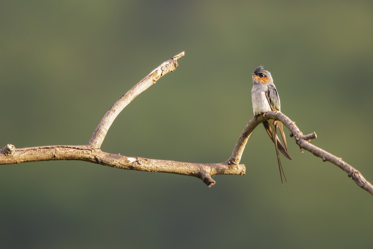 ML462610071 Crested Treeswift Macaulay Library