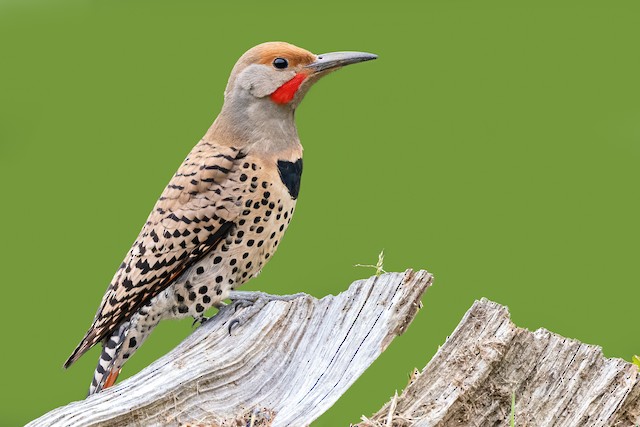 Northern Flicker Call