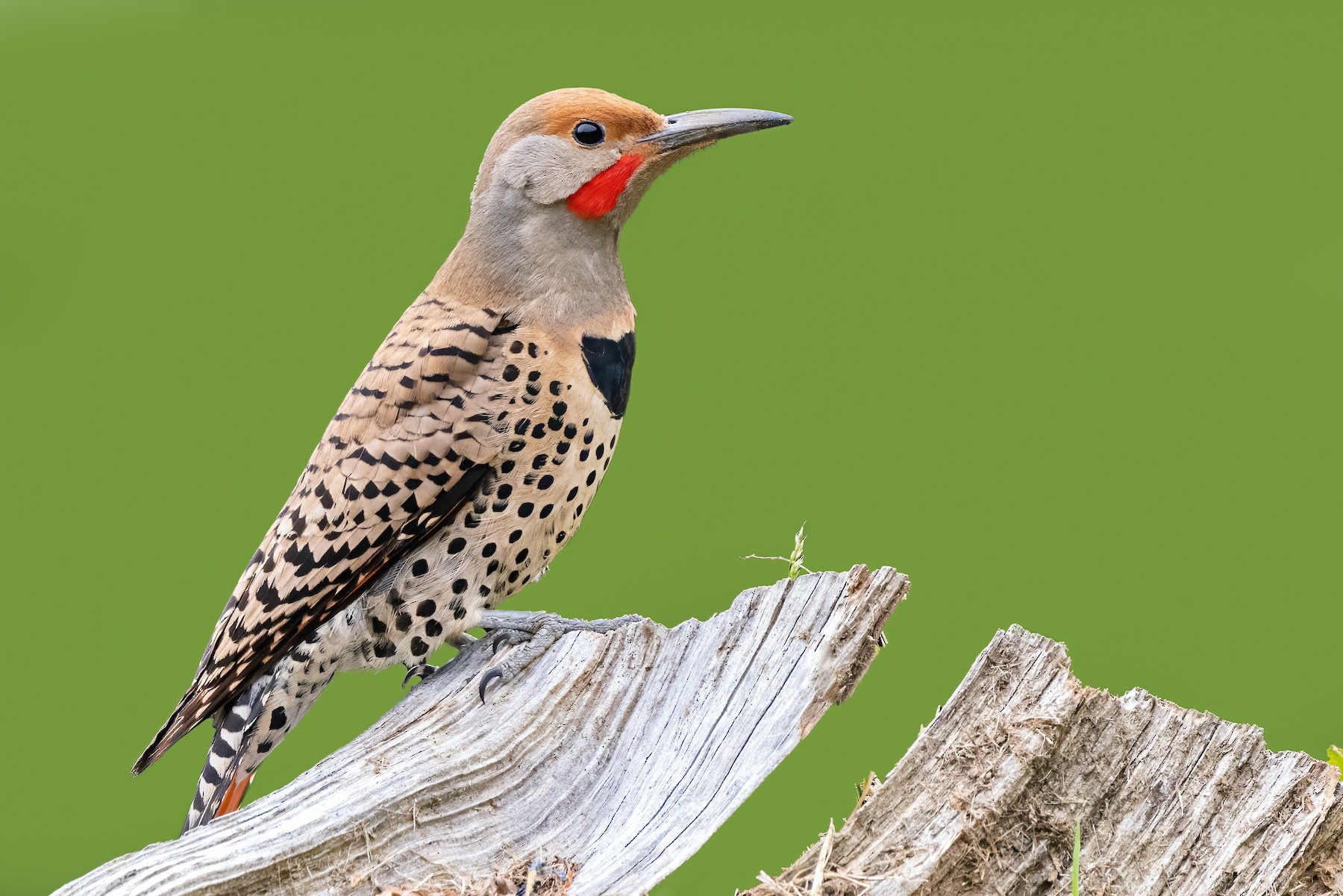 Northern Flicker Yellow Shafted