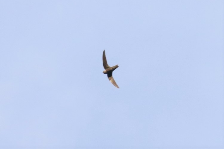 Vencejo negro (borealis) - eBird