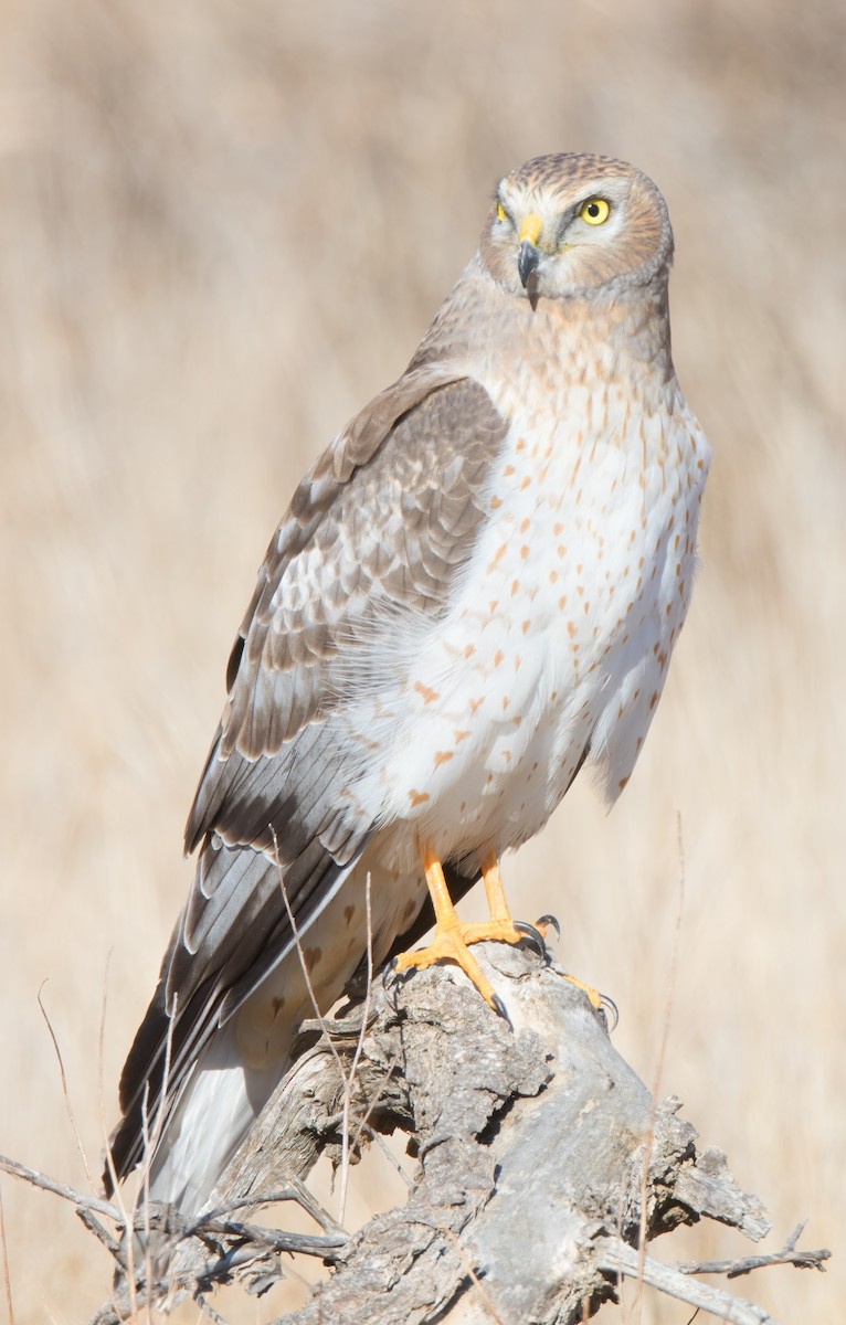 ML462858511 Northern Harrier Macaulay Library