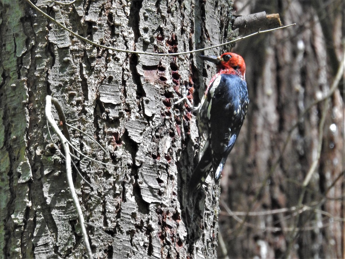 eBird Checklist - 26 Jun 2022 - West Vancouver--Lighthouse Park - 27 ...