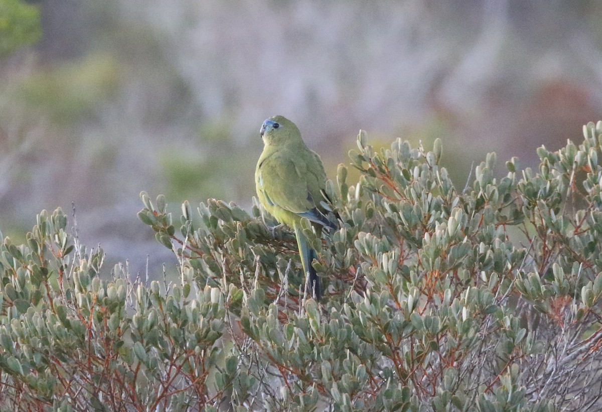 eBird Checklist - 27 Jun 2022 - Dhilba Guuranda-Innes National Park ...