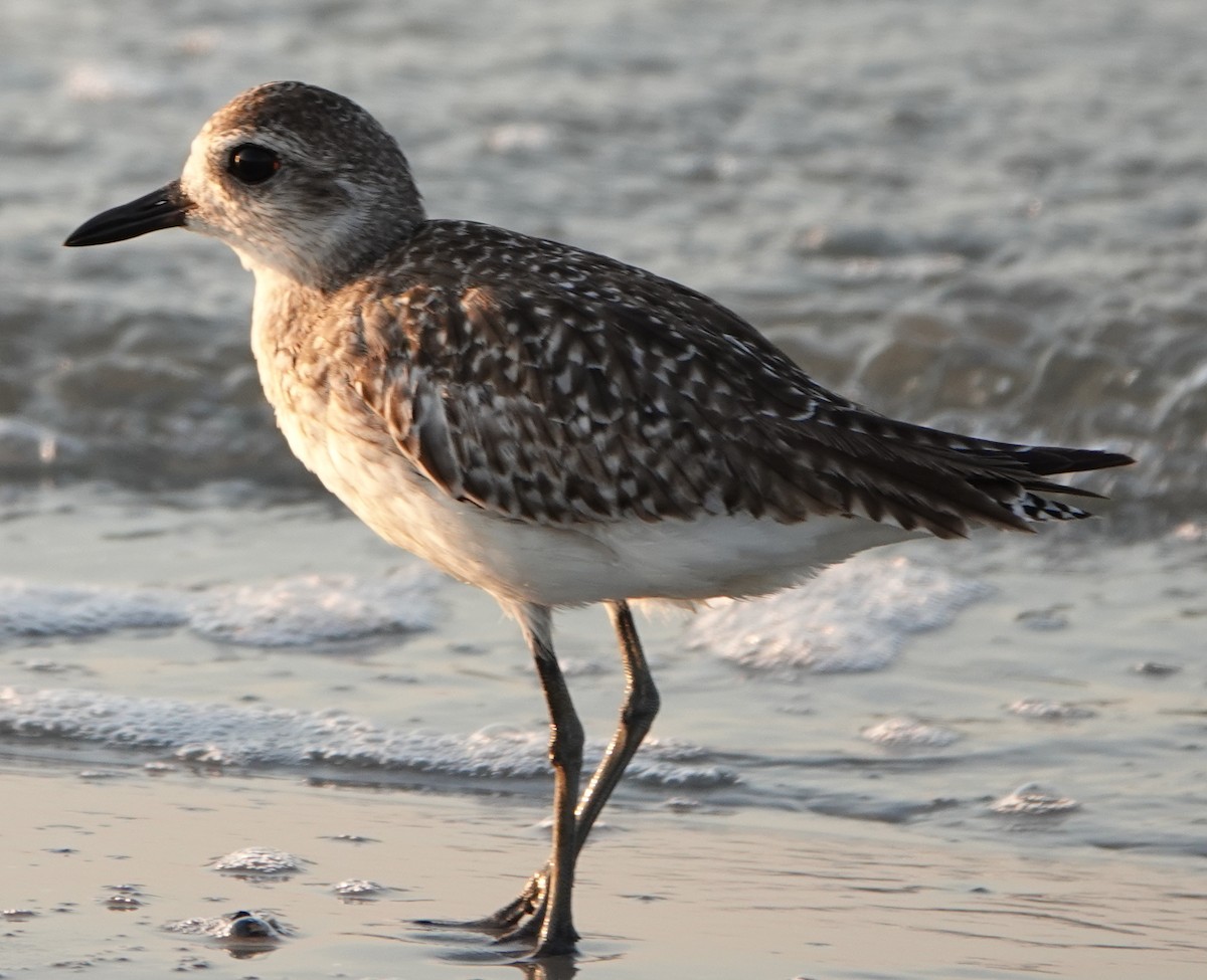 eBird Checklist - 27 Jun 2022 - Gandy Beach - 22 species