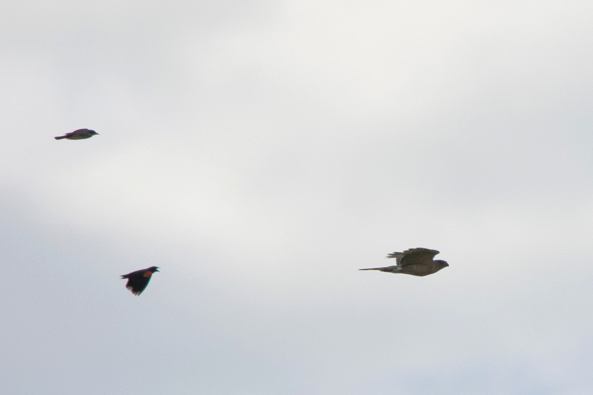 eBird Checklist - 27 Jun 2022 - Sharon Mills Co. Park--north - 43 species