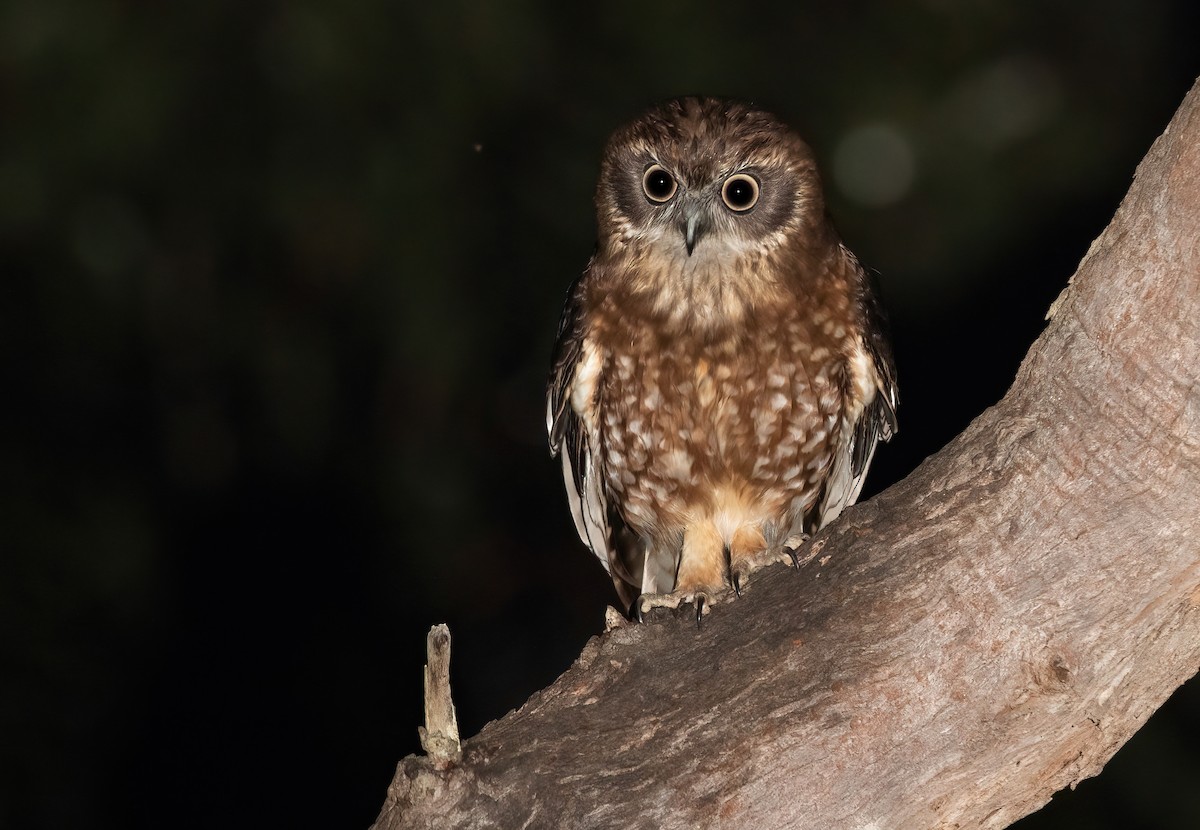 ML463123641 Southern Boobook Macaulay Library