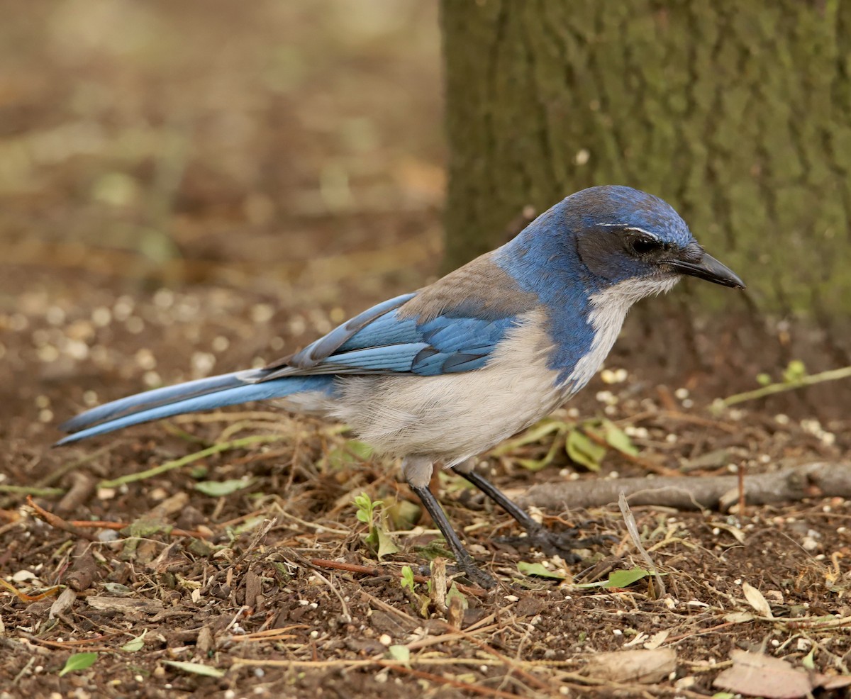 ML463162921 California Scrub-Jay Macaulay Library