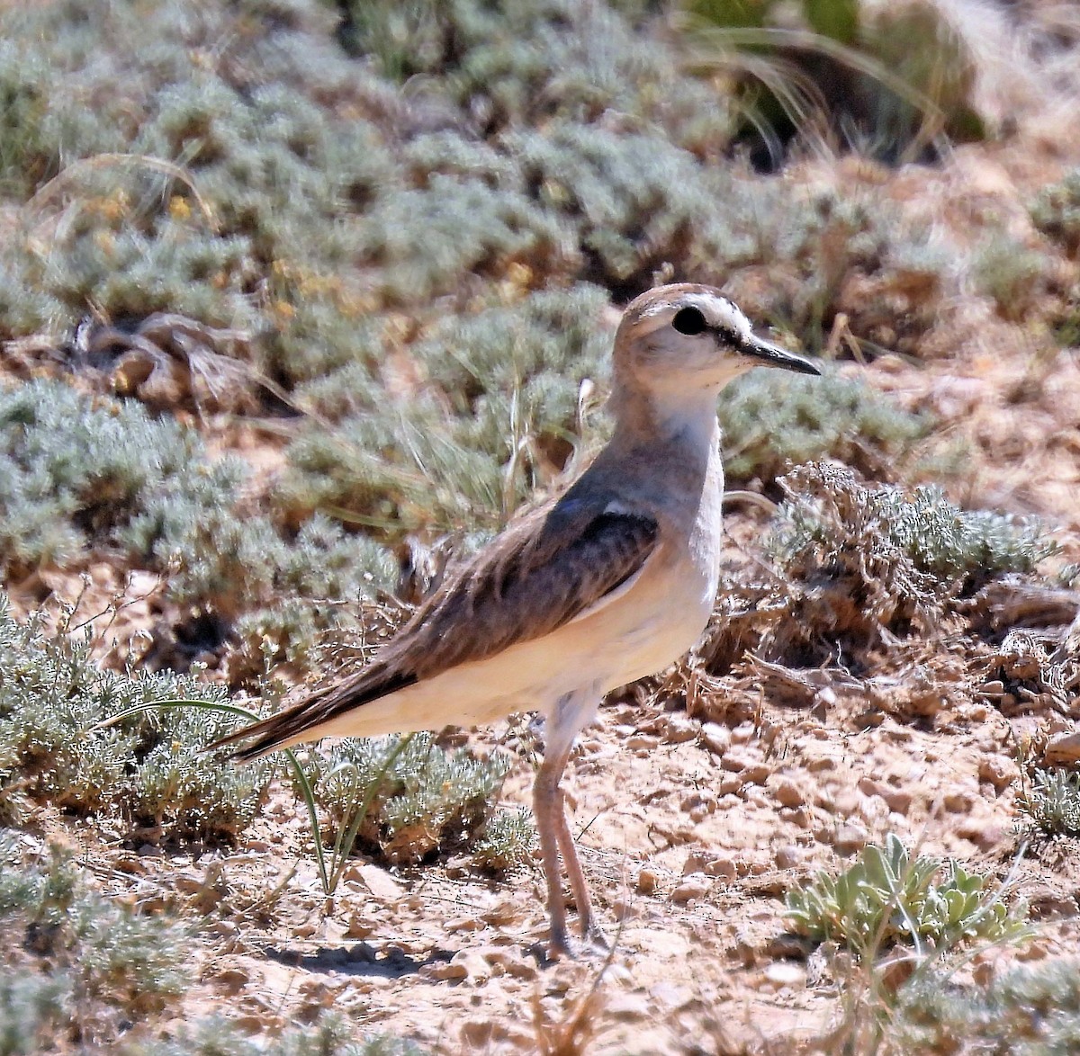 Montana eBird Checklist - 27 Jun 2022 - Gyp Springs Rd, Bridger US-MT ...