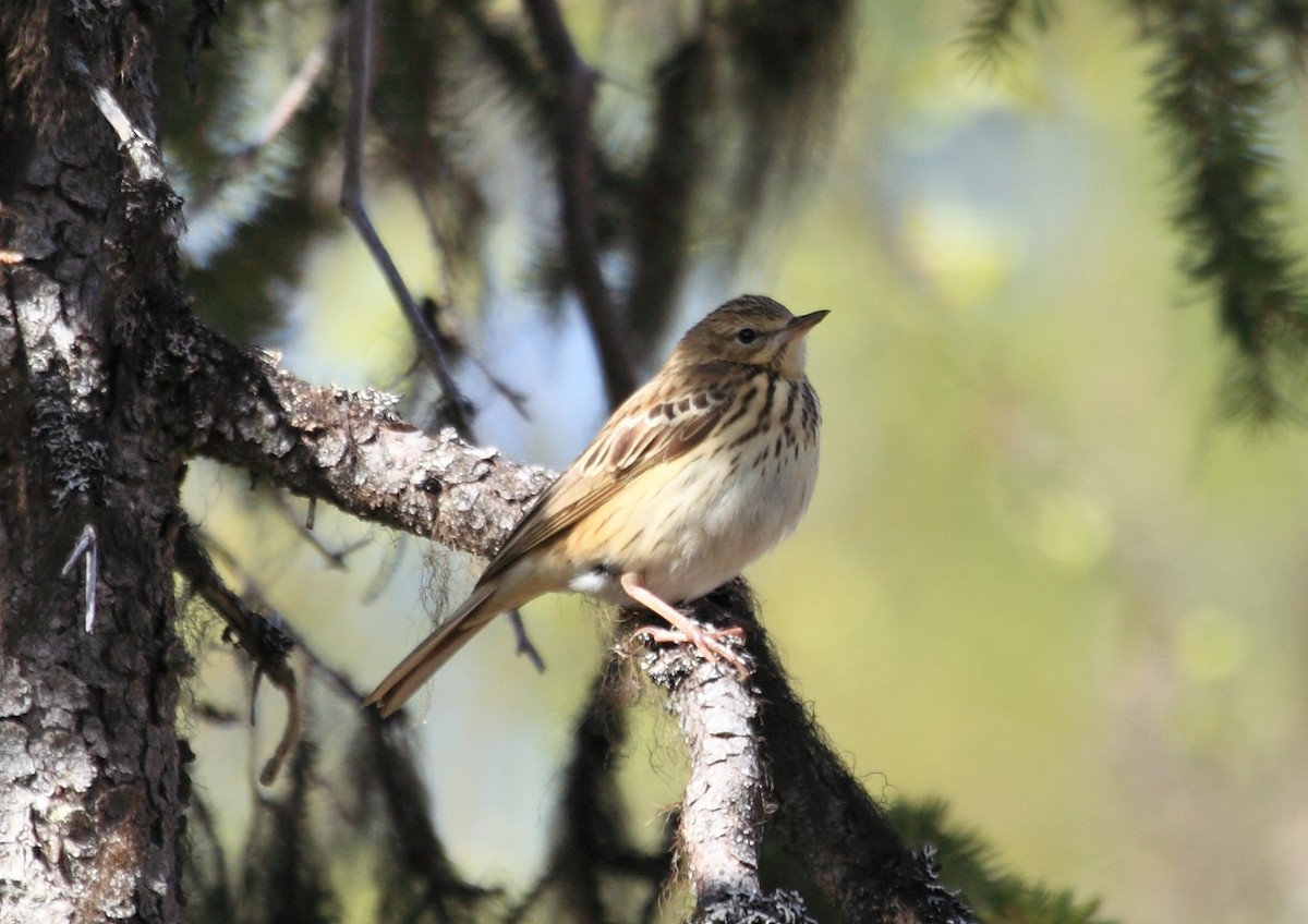 eBird Checklist - 3 Jun 2009 - Grib - 5 species