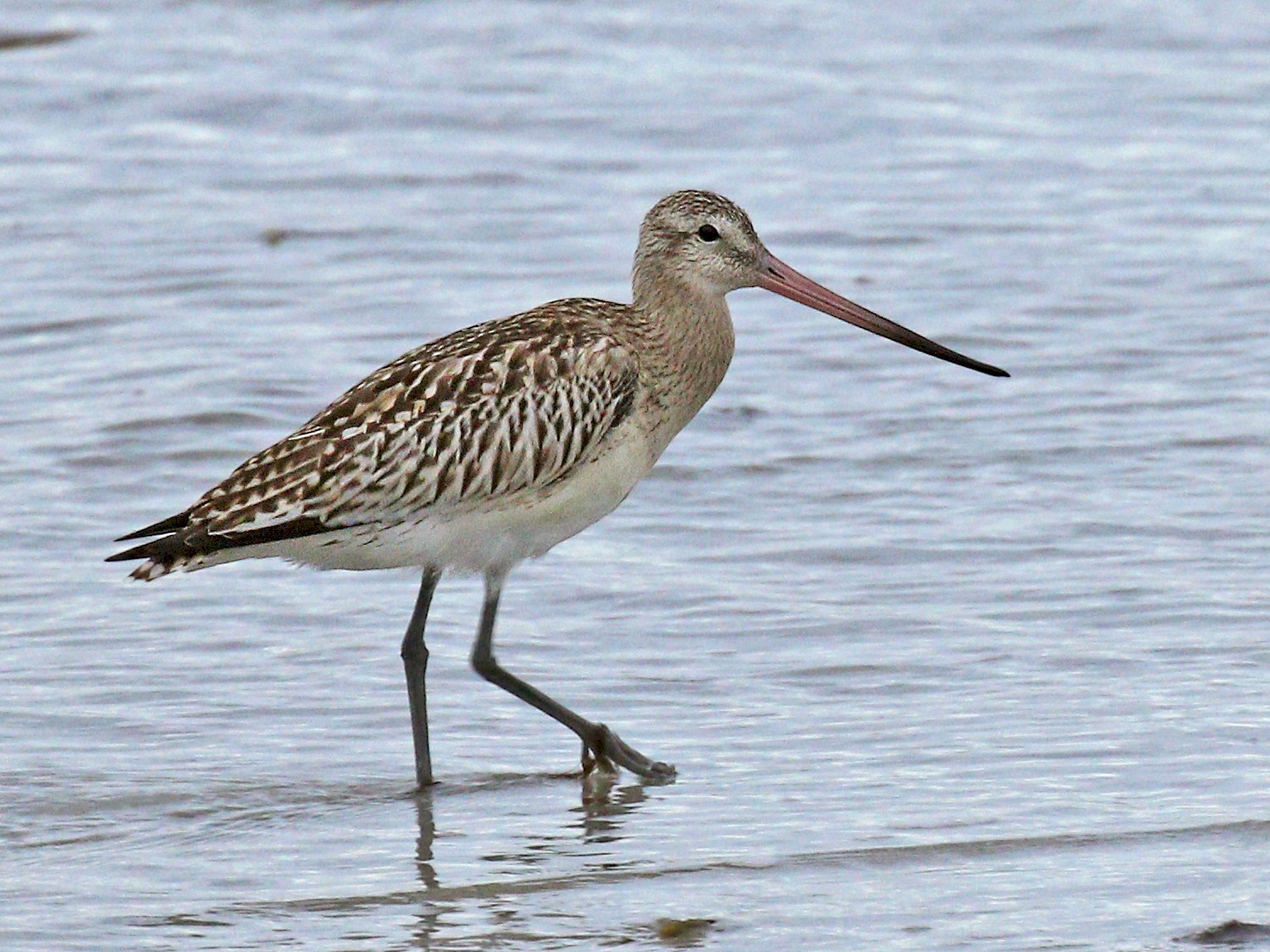 Bar-tailed Godwit - eBird