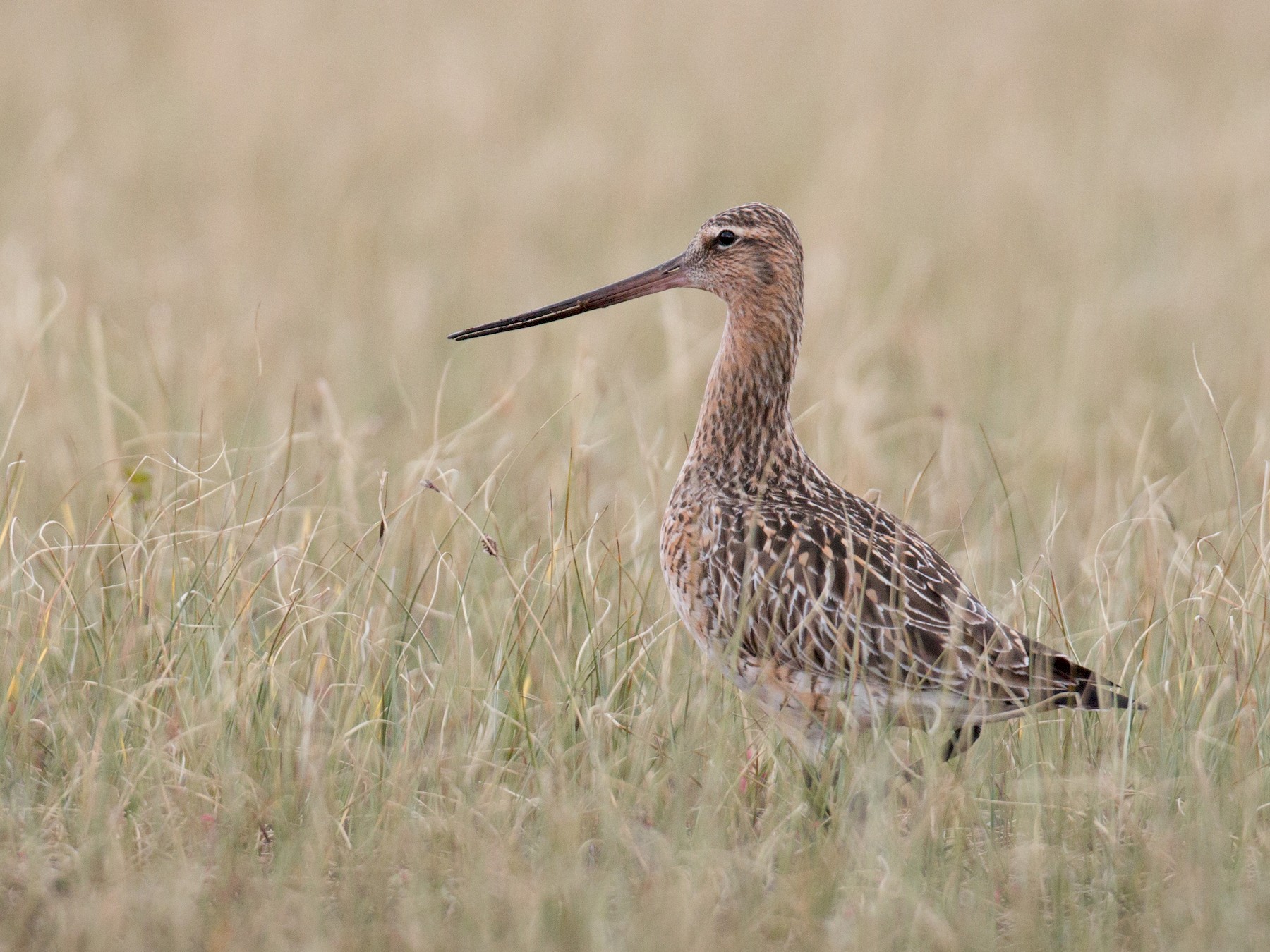 Bar-tailed Godwit - eBird