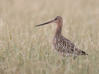Bar-tailed Godwit - eBird