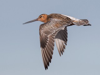 Bar-tailed Godwit - eBird