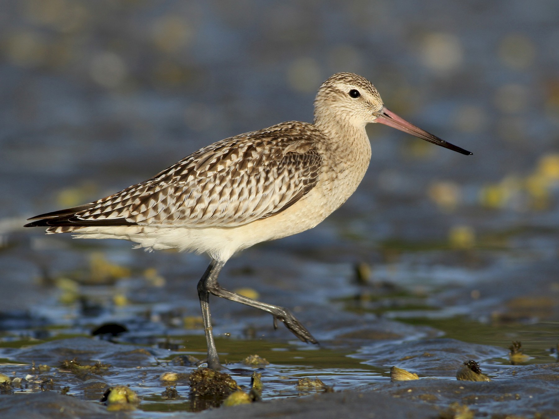 Bar-tailed Godwit - eBird
