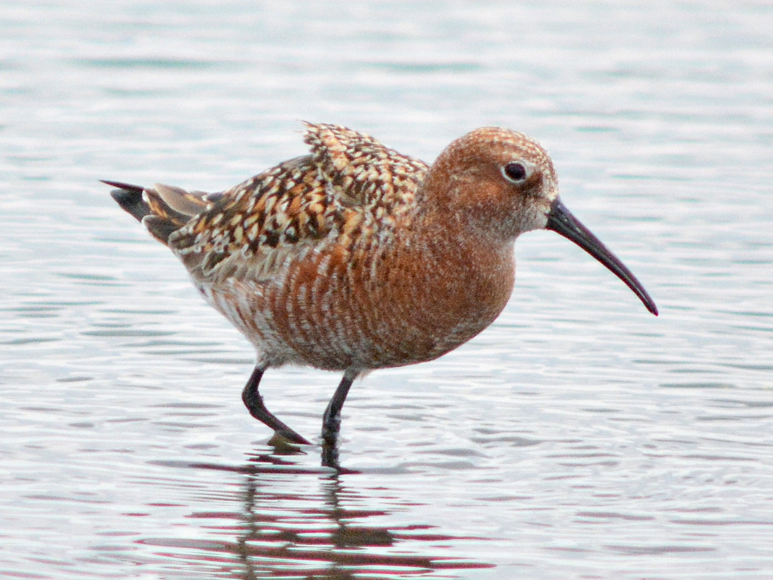 Curlew Sandpiper - eBird