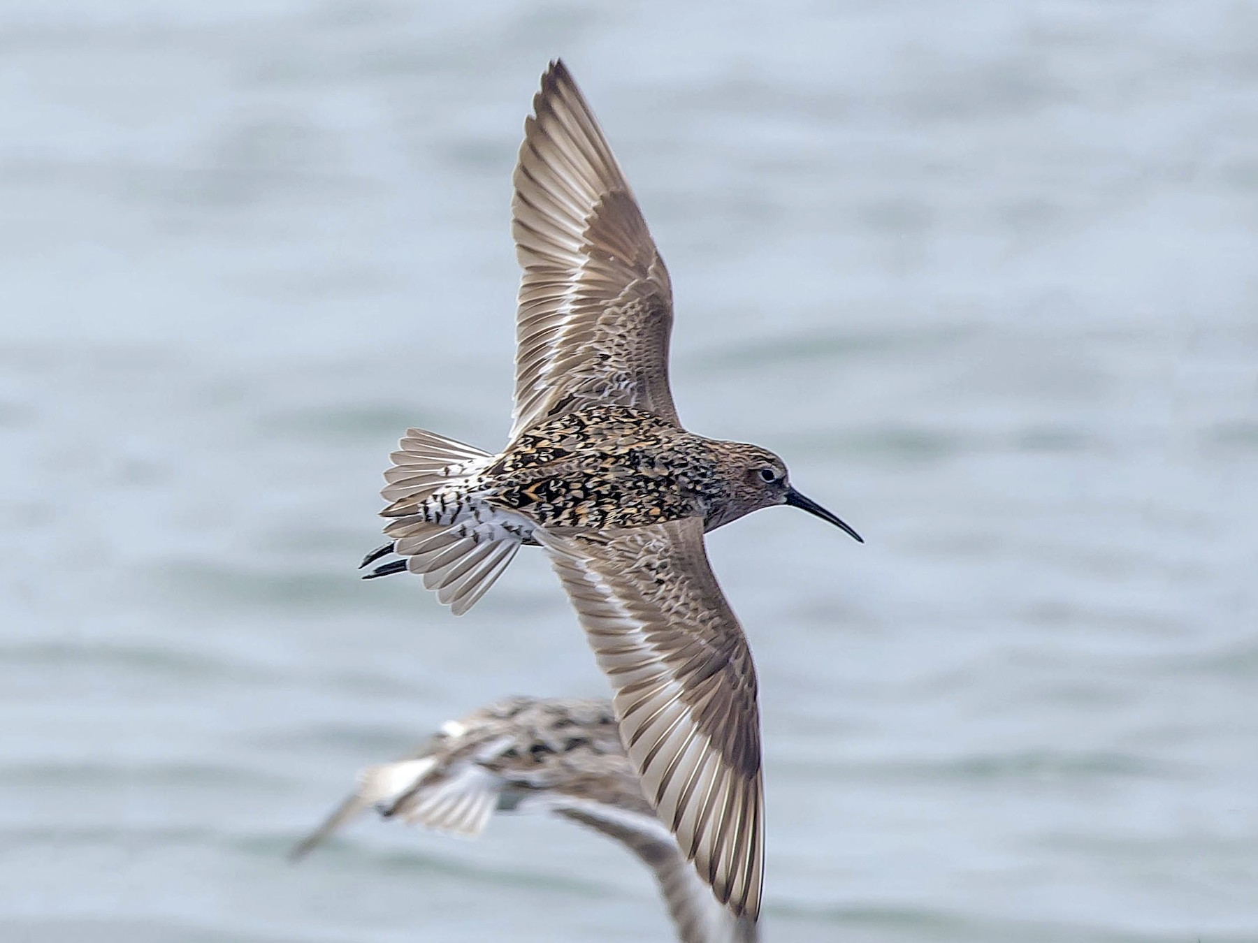 Curlew Sandpiper - eBird